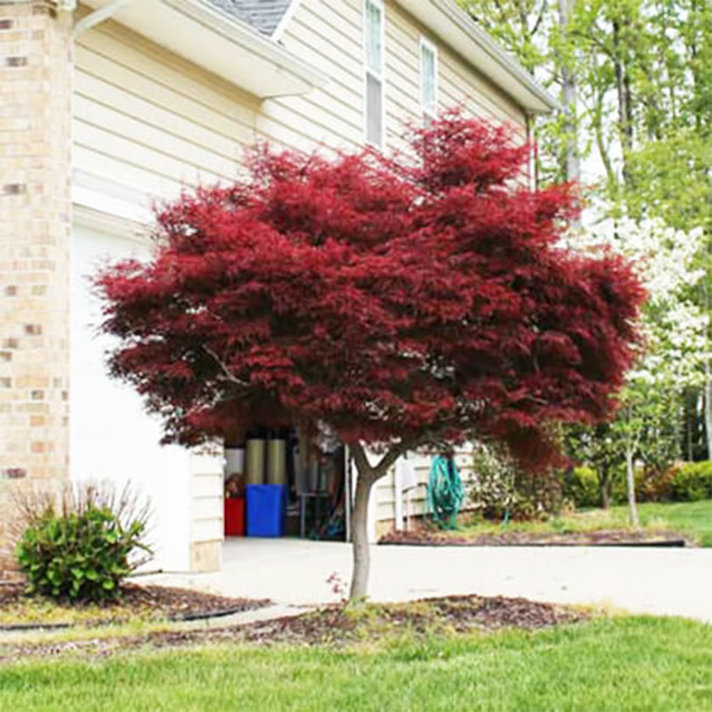 Quality Japanese Maple Trees in San Leandro East Bay - Evergreen Nursery