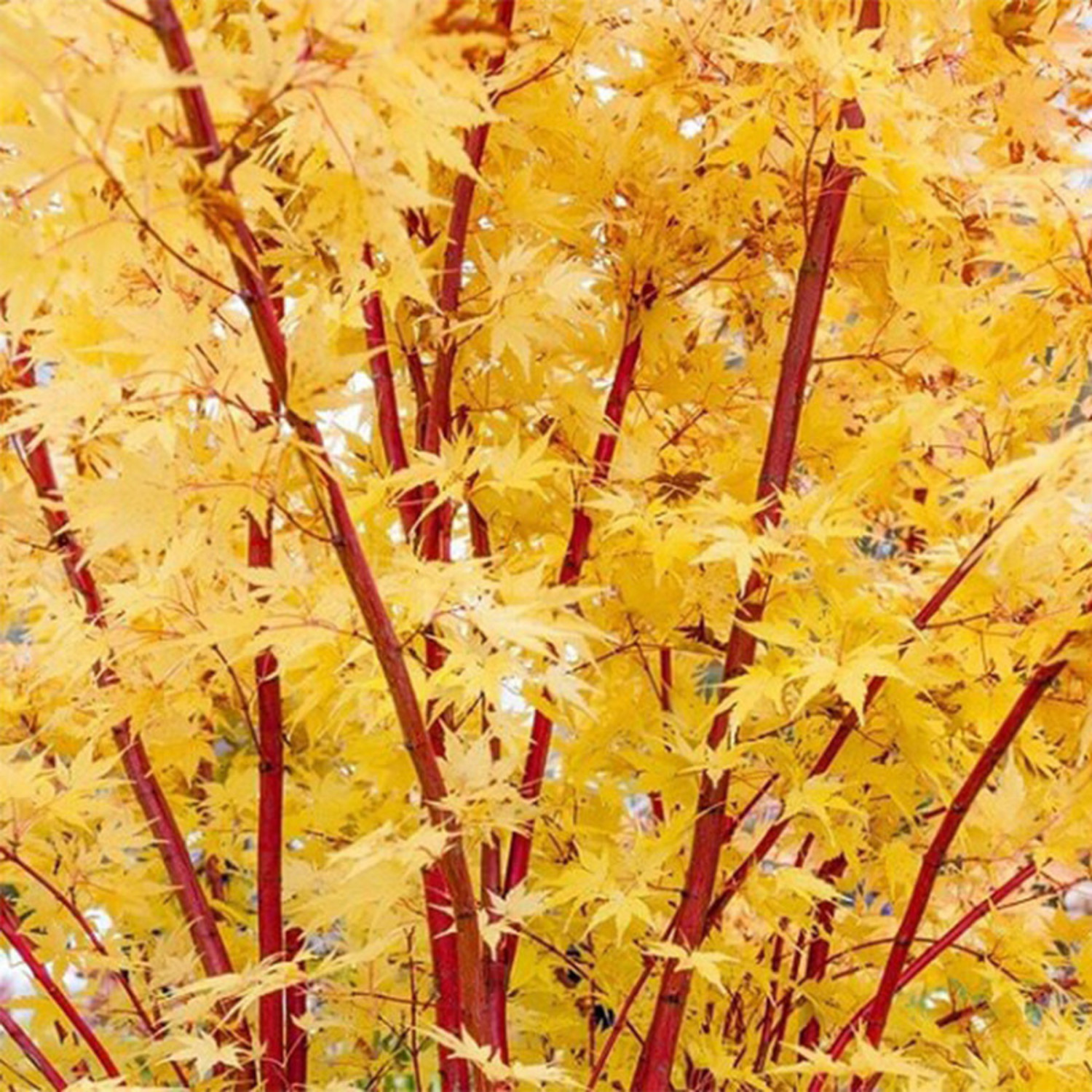 Acer palmatum 'Sango Kaku' - Evergreen Nursery