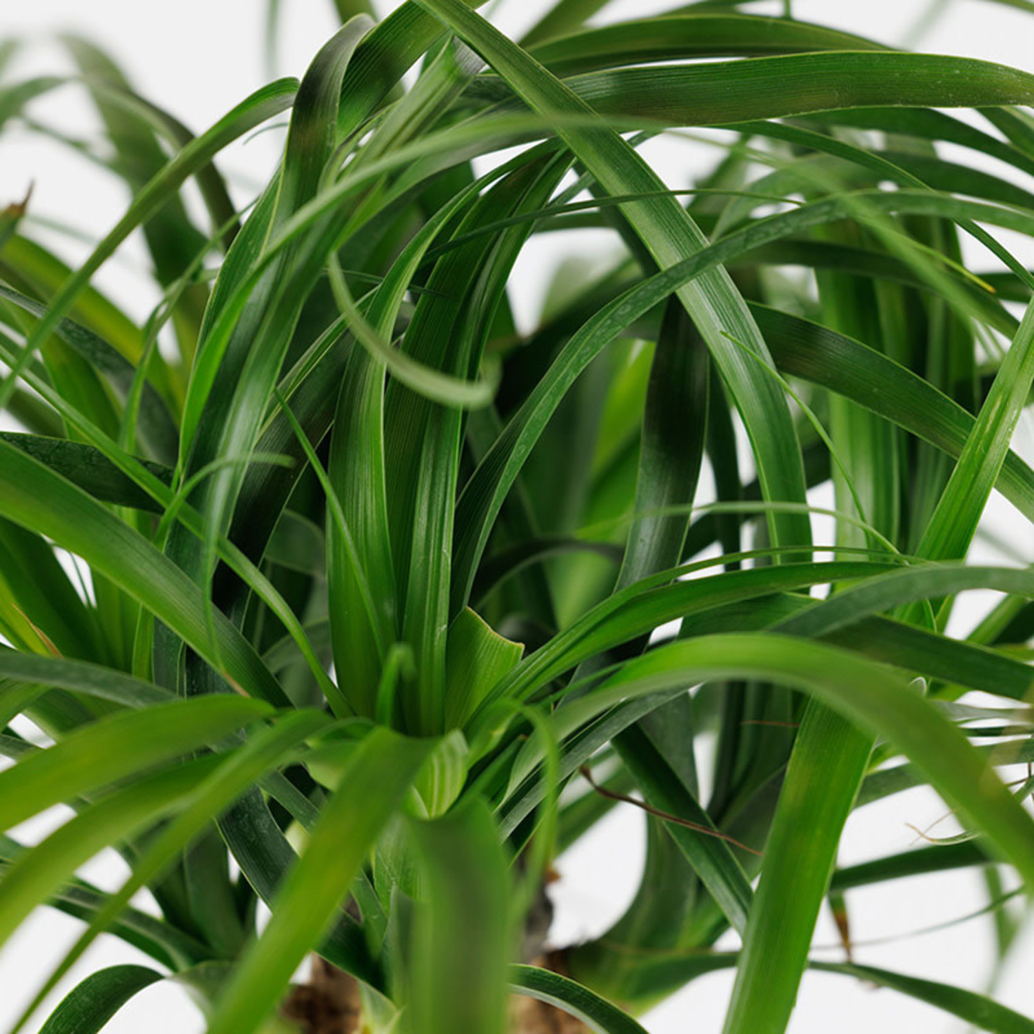 Beaucarnea (Ponytail Palm) Stump - Evergreen Nursery