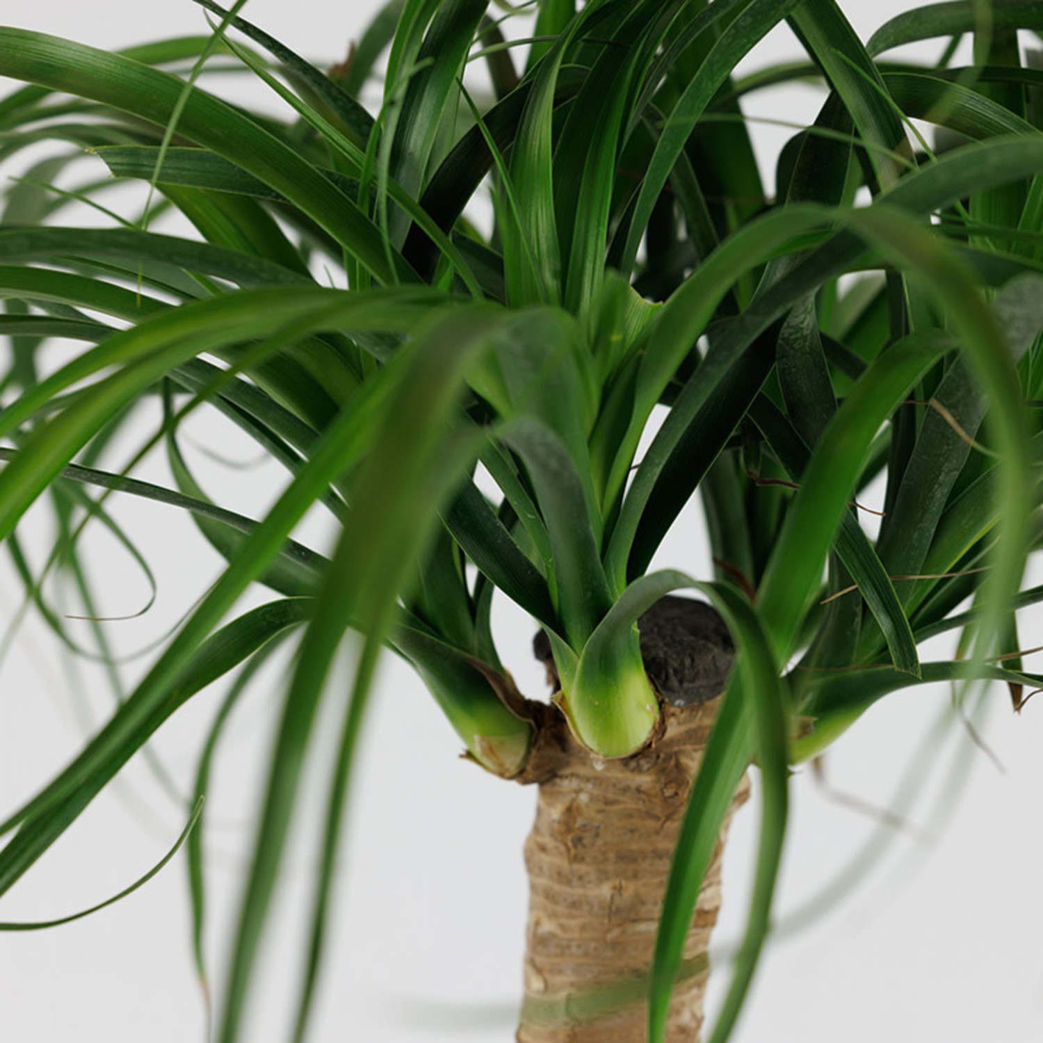 Beaucarnea (Ponytail Palm) Stump - Evergreen Nursery