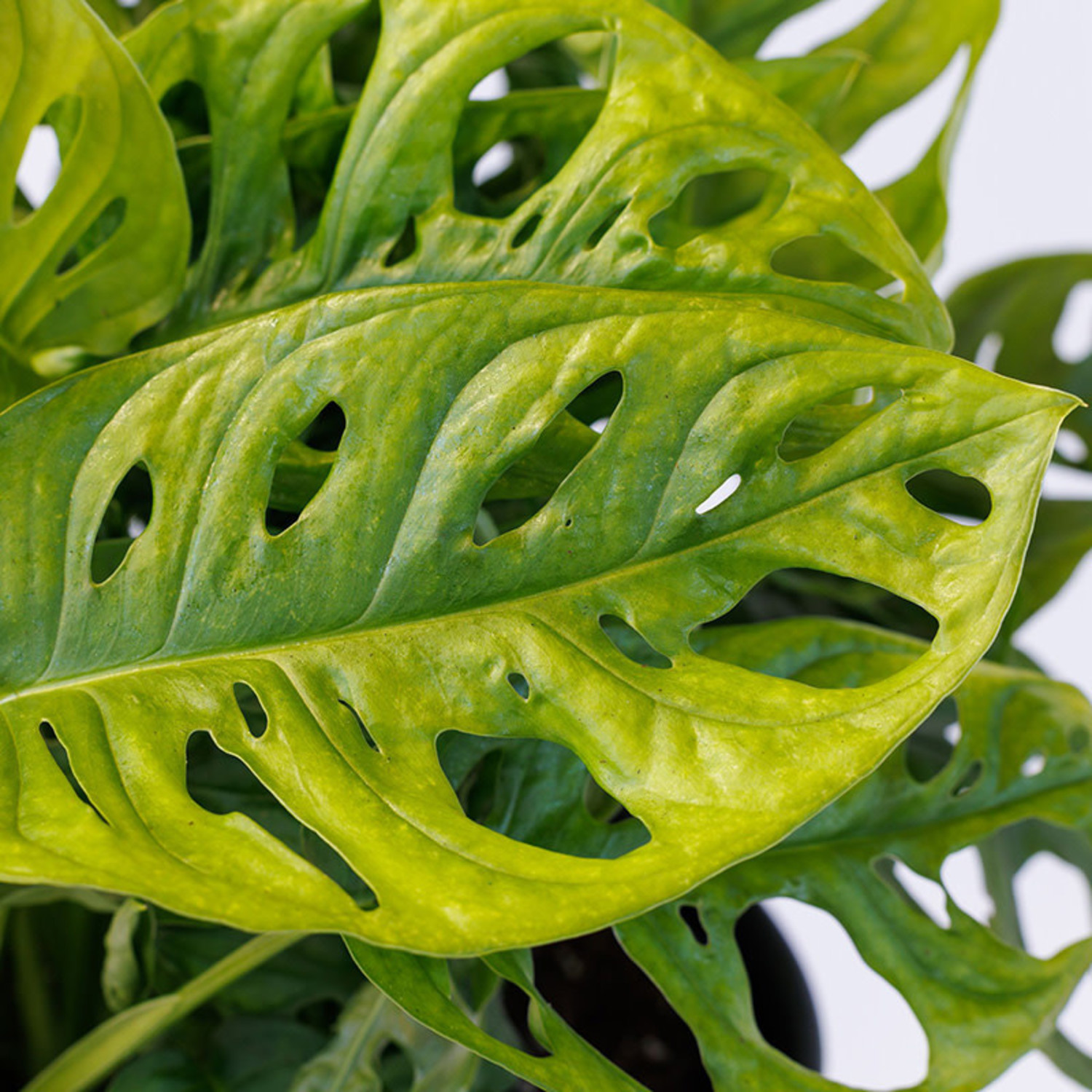Monstera adansonii (Swiss Cheese Plant) - Evergreen Nursery