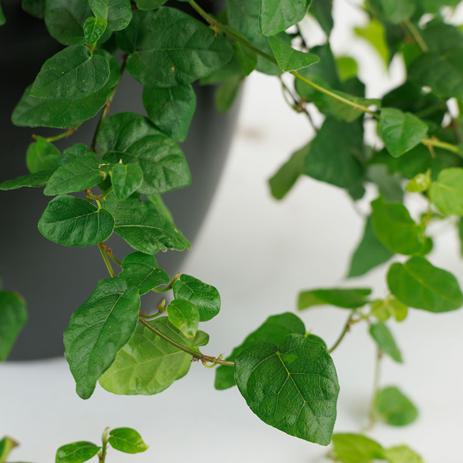 Ficus repens - Evergreen Nursery