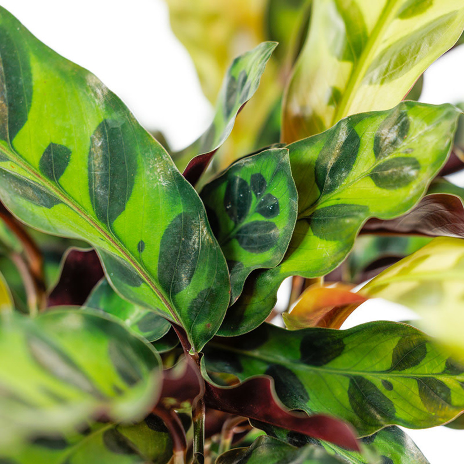 Calathea lancifolia (Goeppertia insignis) - Evergreen Nursery