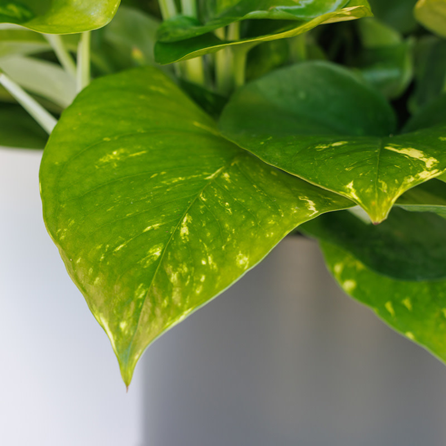 Golden Pothos - Evergreen Nursery