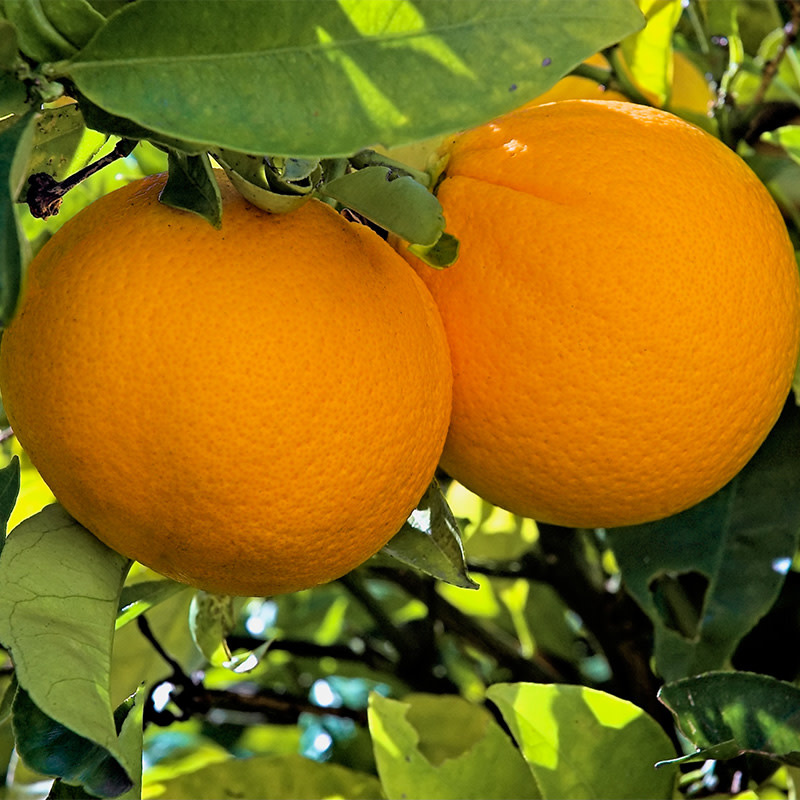 Washington Navel Orange Tree - Evergreen Nursery