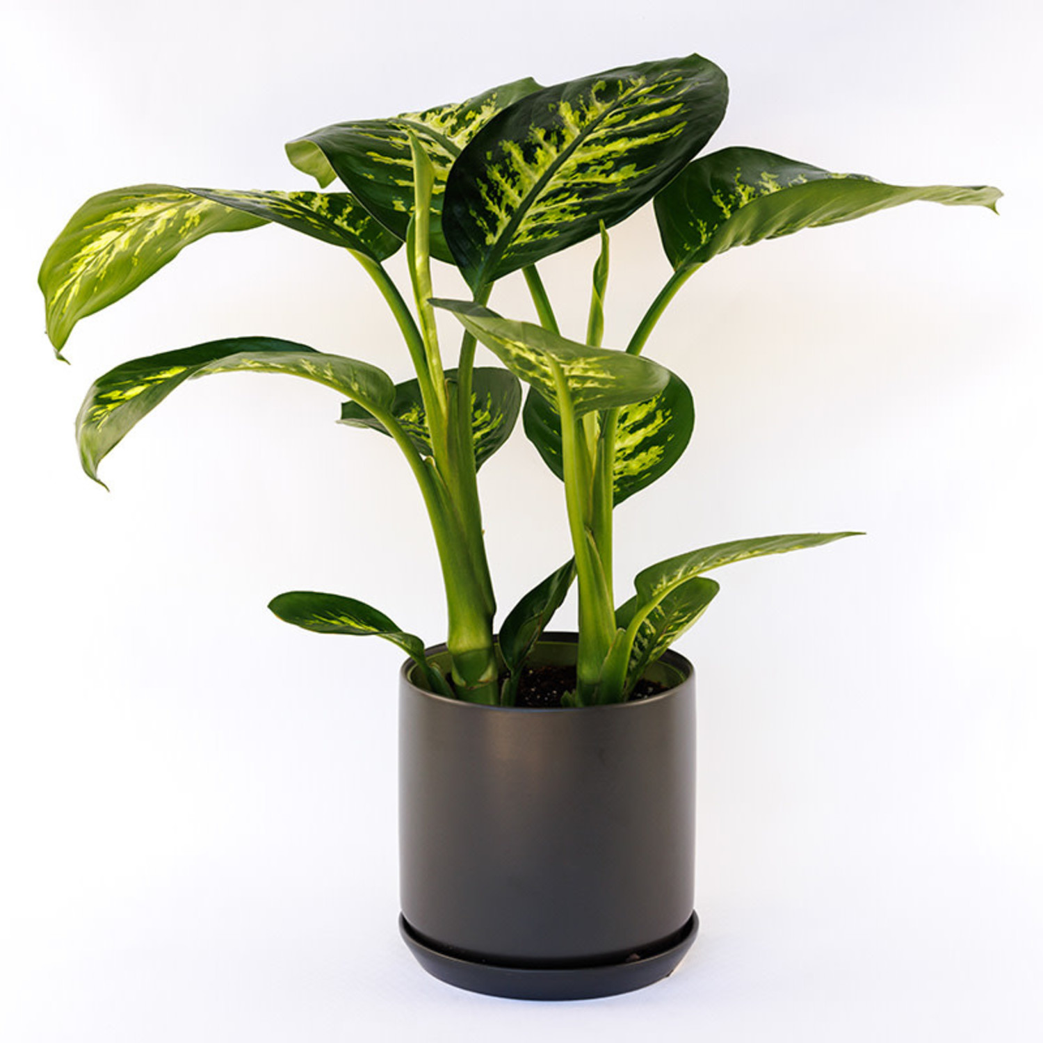 Dieffenbachia 'Tropic Snow' - Evergreen Nursery