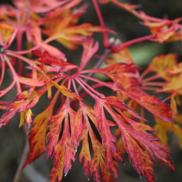 Quality Japanese Maple Trees in San Leandro East Bay - Evergreen Nursery