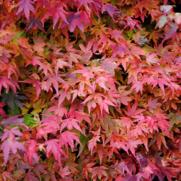 Japanese Maple Trees - Evergreen Nursery