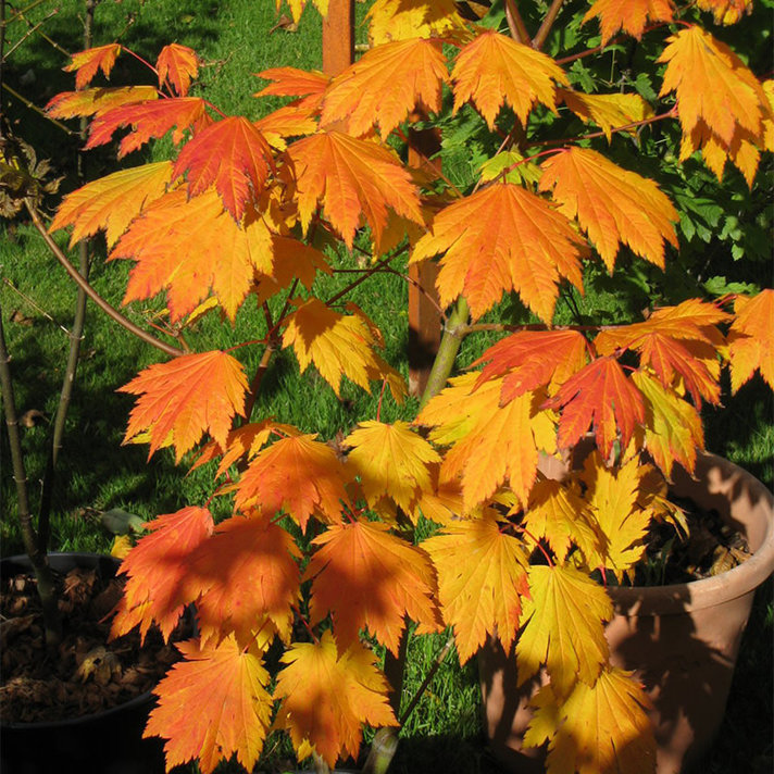 Japanese Maple Trees - Evergreen Nursery