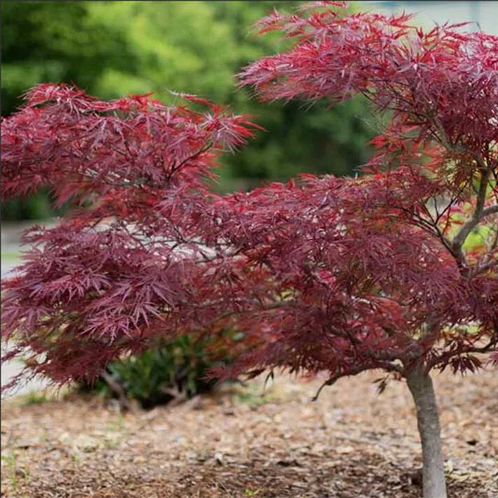 Quality Japanese Maple Trees in San Leandro East Bay - Evergreen Nursery