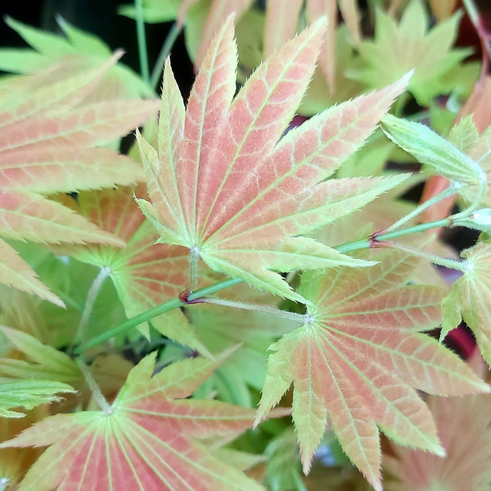Summer Interest Plants - Evergreen Nursery