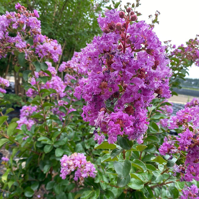 Lagerstroemia indica 'Muskogee' (Crape Myrtle) - Evergreen Nursery