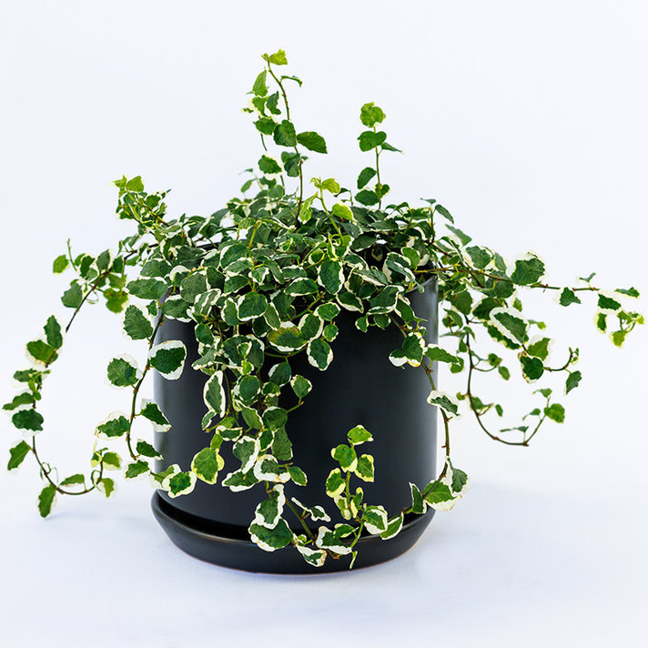 Houseplants With Exceptional Foliage in San Leandro East Bay ...