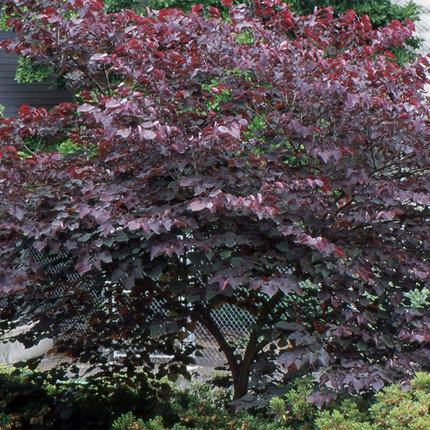Cercis canadensis 'Forest Pansy' - Evergreen Nursery
