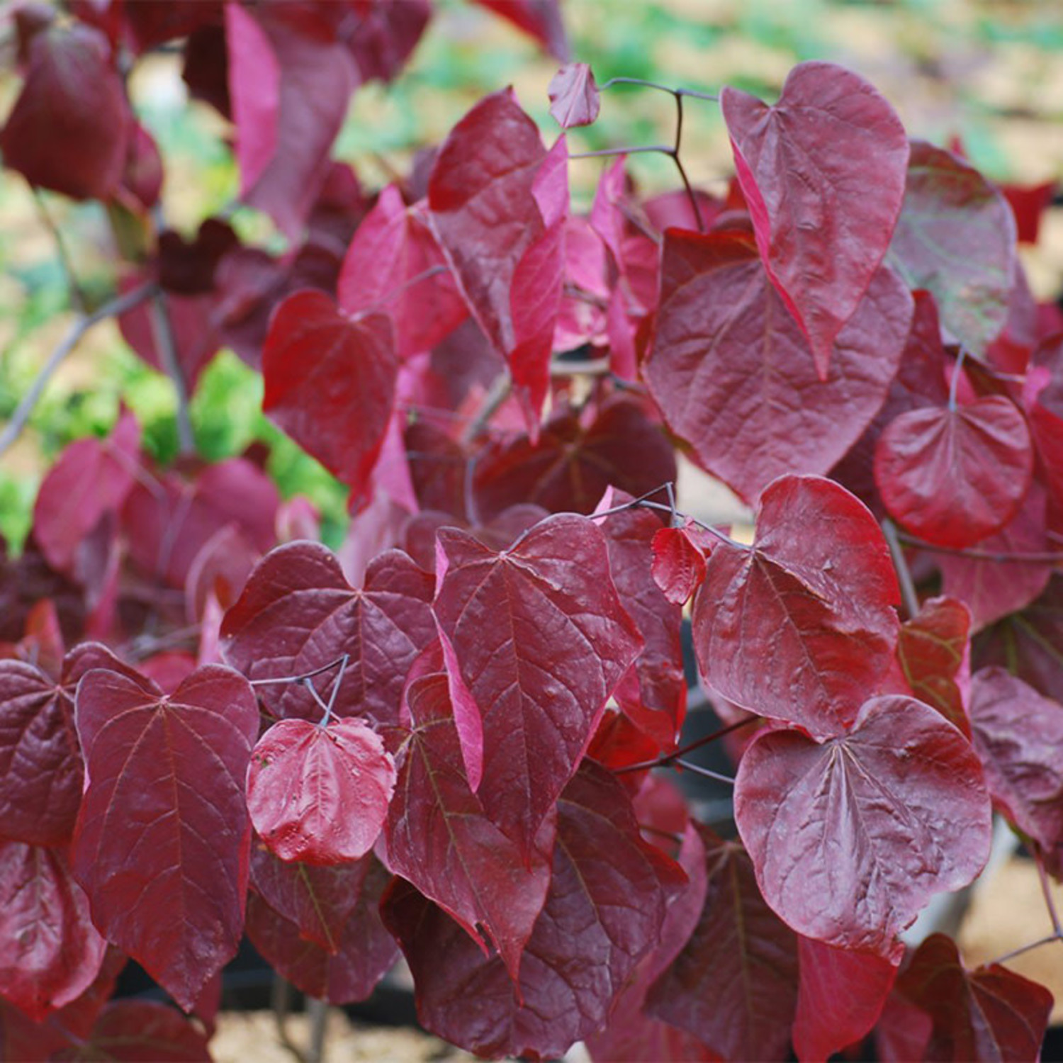 Cercis canadensis 'Forest Pansy' - Evergreen Nursery