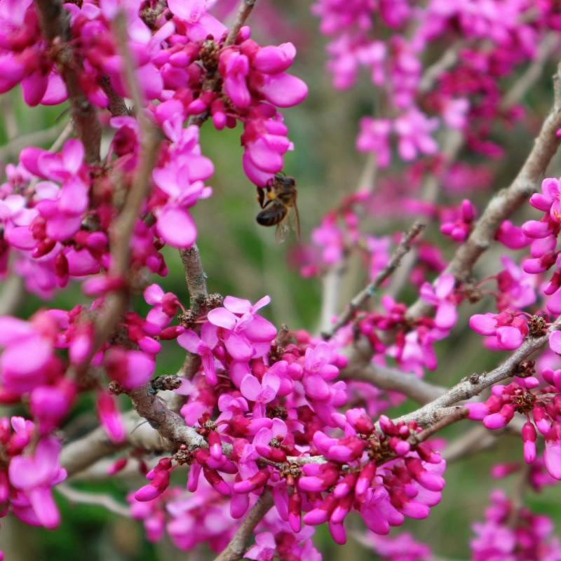 Cercis canadensis 'Merlot' (Red Bud) - Evergreen Nursery