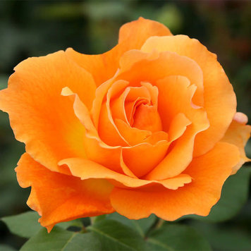 Rose Bushes, Trees and Climbers - Evergreen Nursery