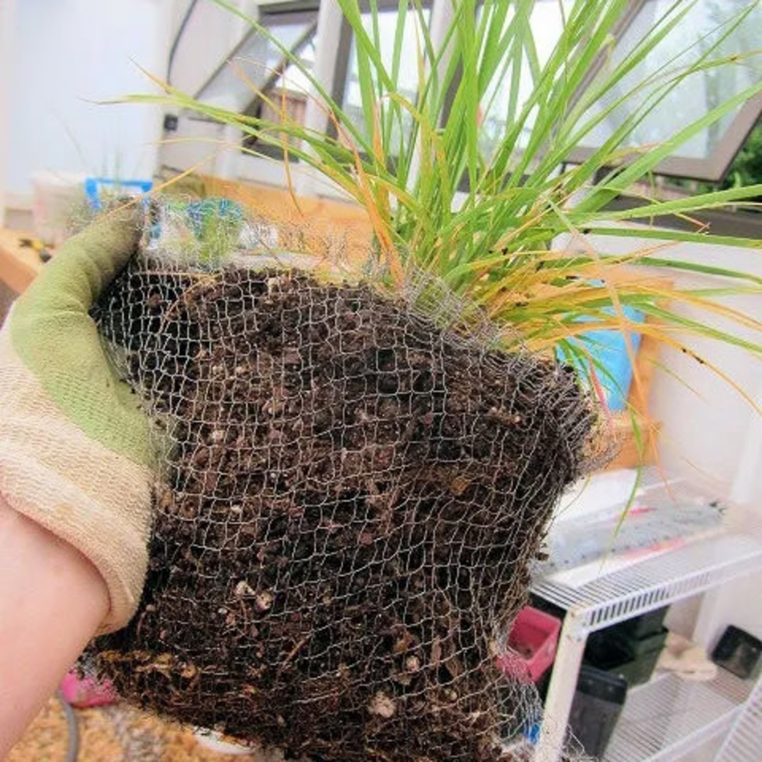 Gopher Basket - Evergreen Nursery