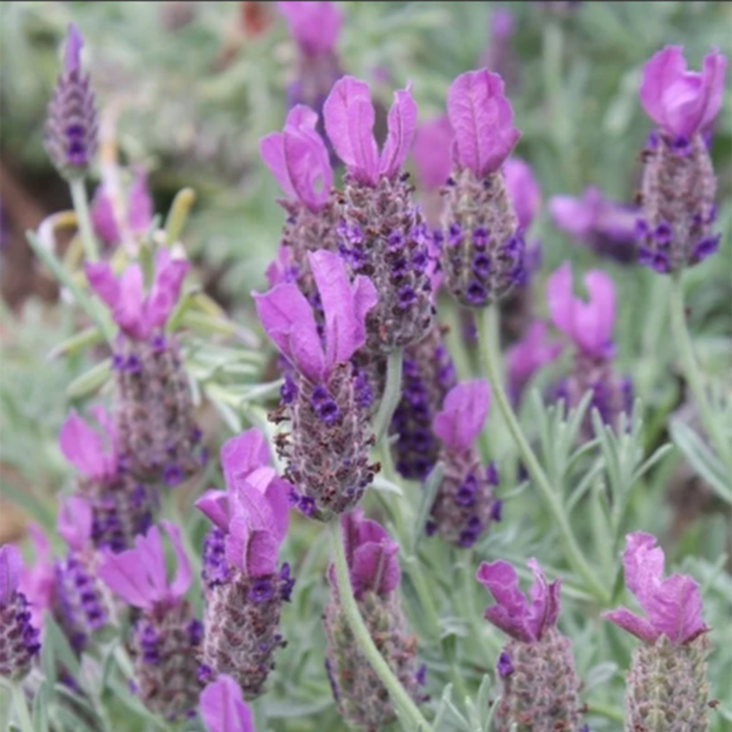 Lavandula stoechas 'Anouk' - Evergreen Nursery