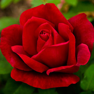 Quality Rose Bush Selection in San Leandro East Bay - Evergreen Nursery