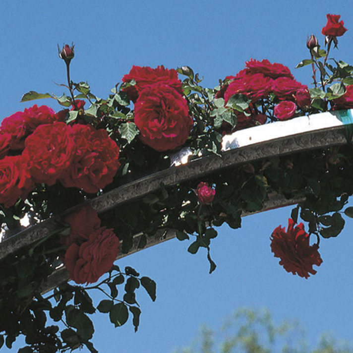 Rose Bushes, Trees and Climbers - Evergreen Nursery
