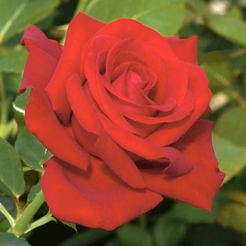 Quality Rose Bush Selection in San Leandro East Bay - Evergreen Nursery