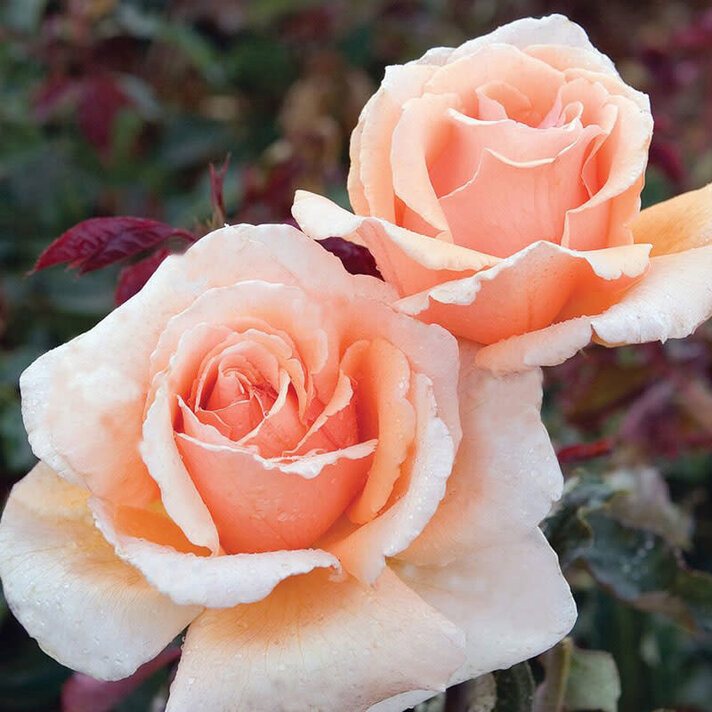 Quality Rose Bush Selection in San Leandro East Bay - Evergreen Nursery