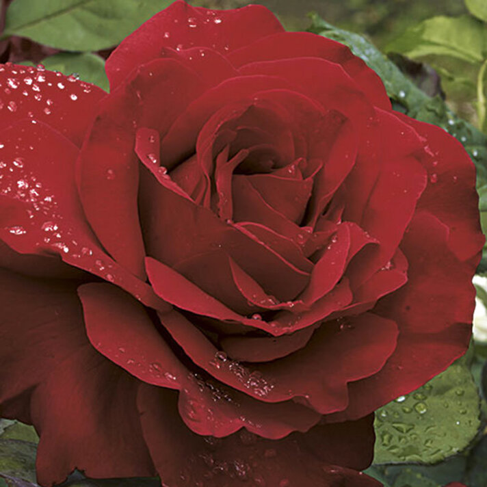 Quality Rose Bush Selection in San Leandro East Bay - Evergreen Nursery