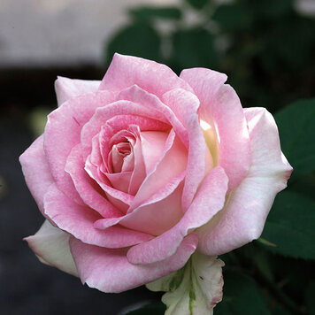 Quality Rose Bush Selection in San Leandro East Bay - Evergreen Nursery