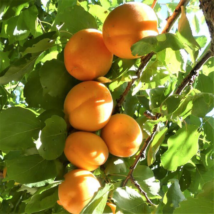 High Quality Fruiting Plants near San Leandro East Bay - Evergreen Nursery