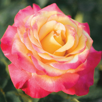 Rose Bushes, Trees and Climbers - Evergreen Nursery