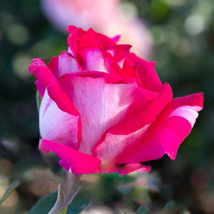 Quality Rose Bush Selection in San Leandro East Bay - Evergreen Nursery