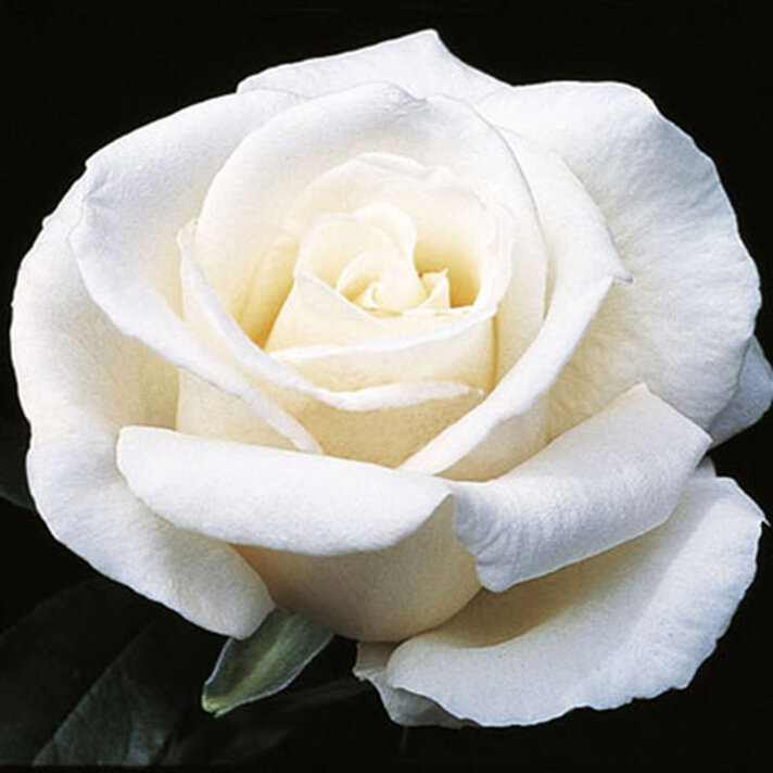 Quality Rose Bush Selection in San Leandro East Bay - Evergreen Nursery