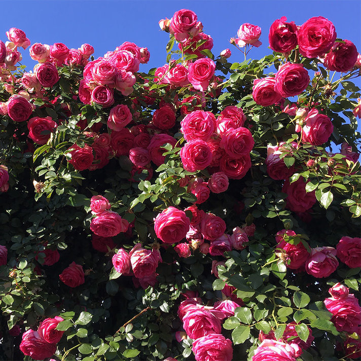 Rose Bushes, Trees and Climbers - Evergreen Nursery