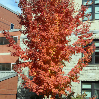 Quality Japanese Maple Trees in San Leandro East Bay - Evergreen Nursery