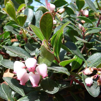 Quality California Native plants in San Leandro East Bay - Evergreen ...