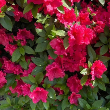 Quality Flowering Bushes & Shrubs in San Leandro East Bay - Evergreen ...