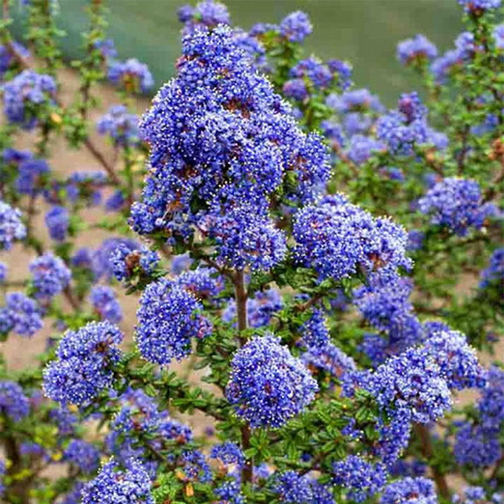 Ceanothus Frosty Blue