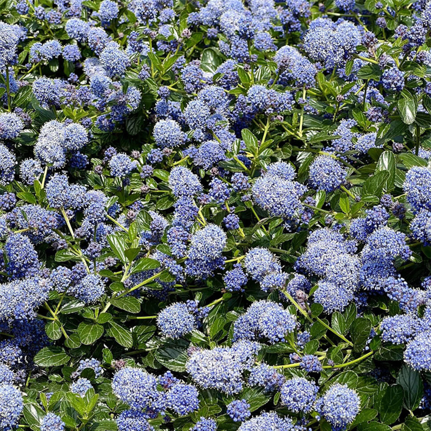 Ceanothus 'Yankee Point' - Evergreen Nursery