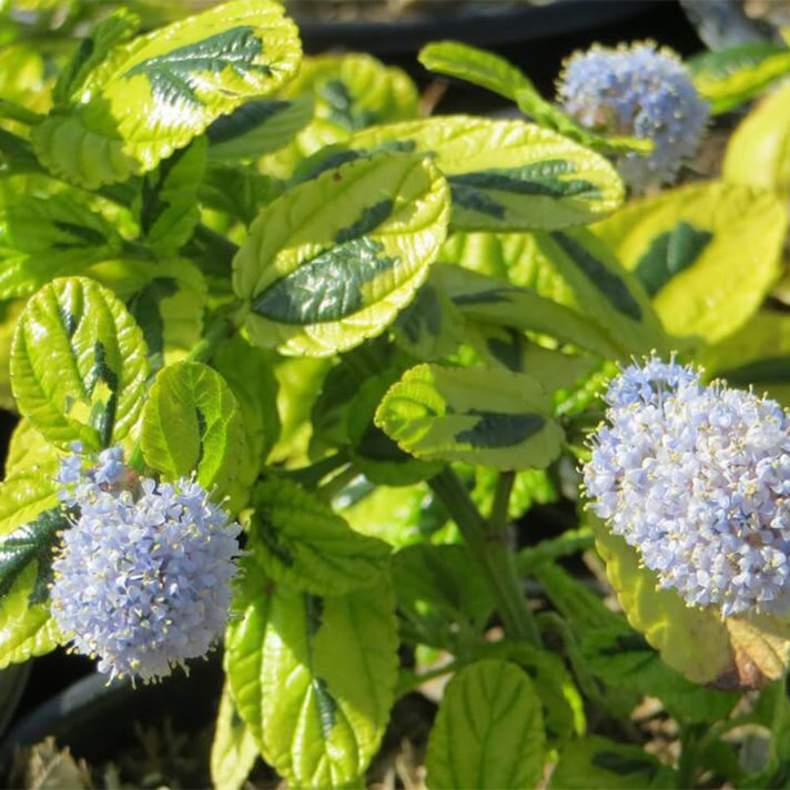 Great Description About Ceanothus Diamond Heights Plant