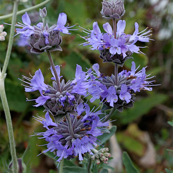 Quality California Native plants in San Leandro East Bay - Evergreen ...