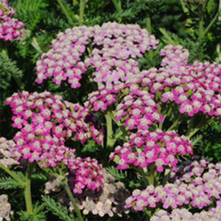 Quality California Native plants in San Leandro East Bay - Evergreen ...