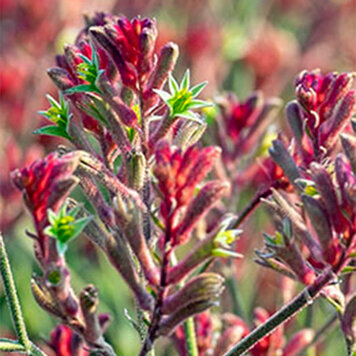 Best plants for spring interest near San Leandro East Bay - Evergreen ...