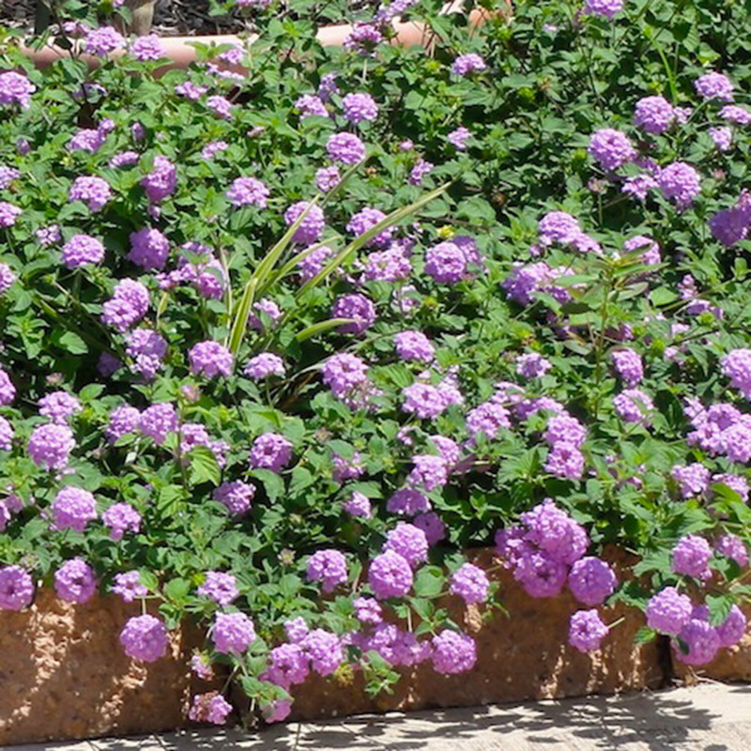 Lantana montevidensis 'Trailing Lavender' - Evergreen Nursery