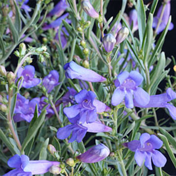 Quality California Native plants in San Leandro East Bay - Evergreen ...