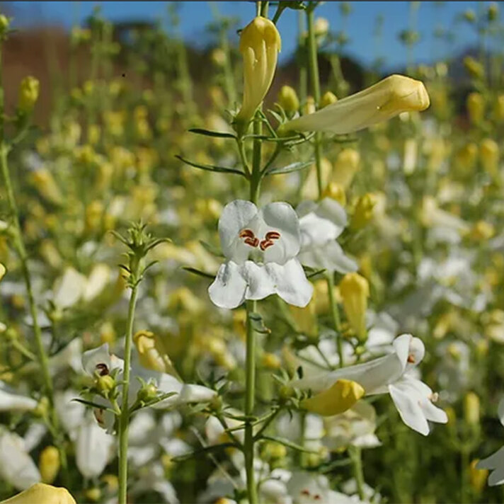 Quality California Native plants in San Leandro East Bay - Evergreen ...