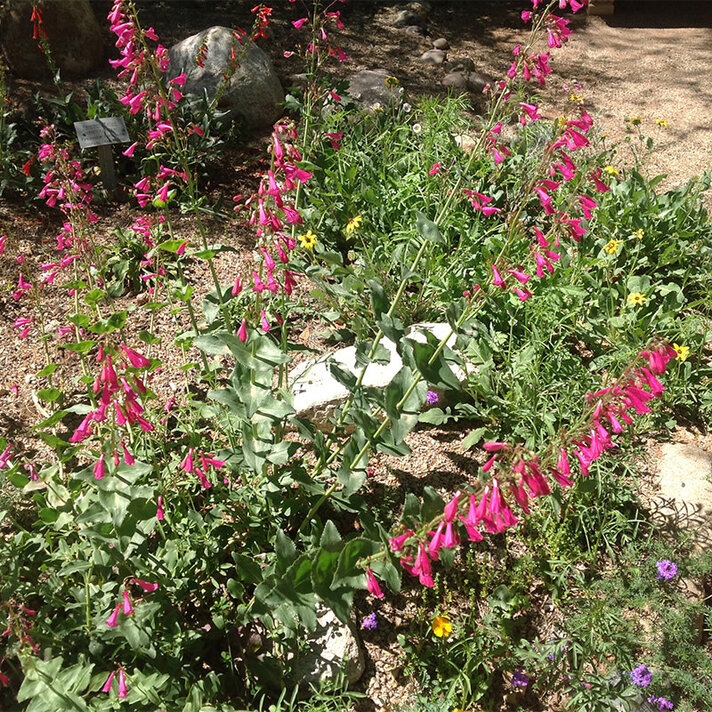 California Native Plants - Evergreen Nursery