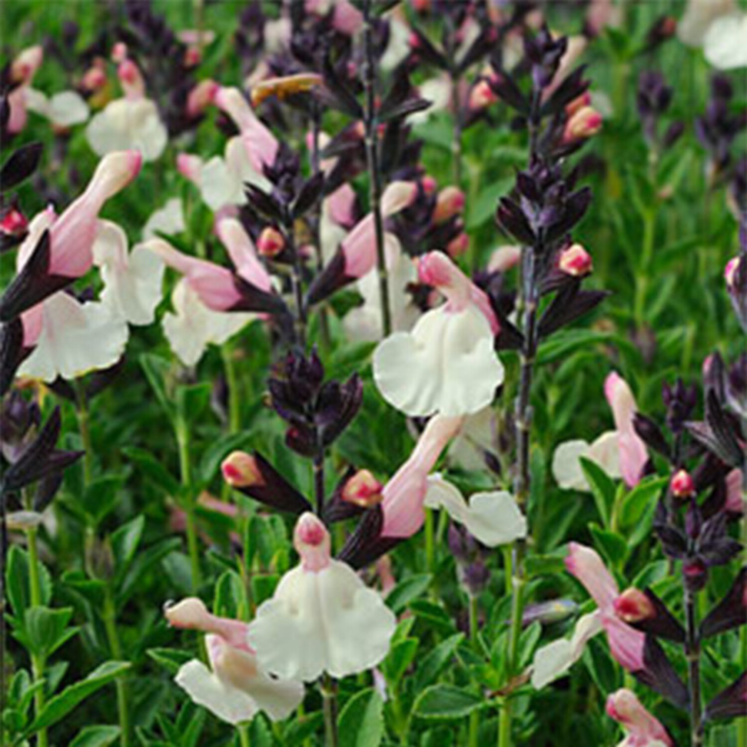 Salvia x jamensis 'Full Moon' - Evergreen Nursery