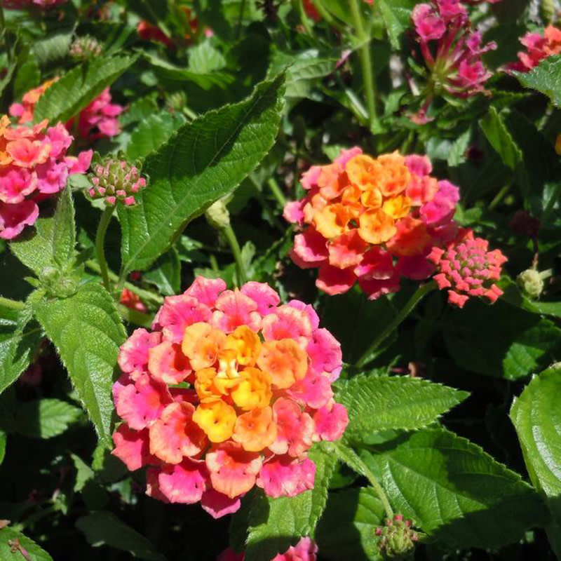 Lantana 'Heartland™ Pink Sunset' - Evergreen Nursery