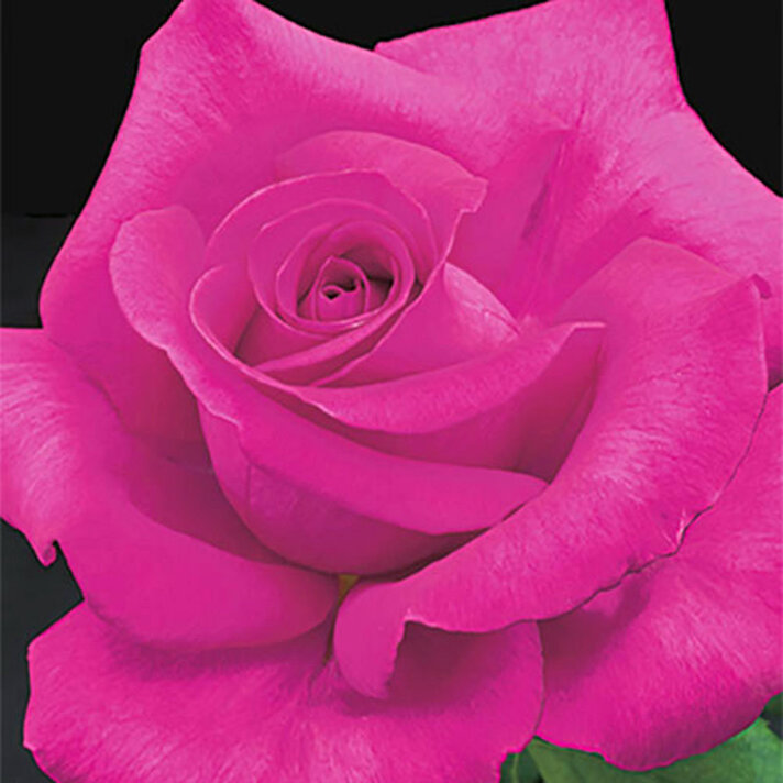 Quality Rose Bush Selection in San Leandro East Bay - Evergreen Nursery